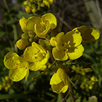 Phytozome